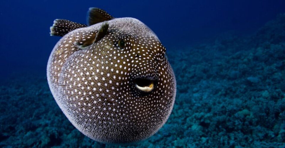 16 Fascinating Facts About The Science Behind Pufferfish Inflation