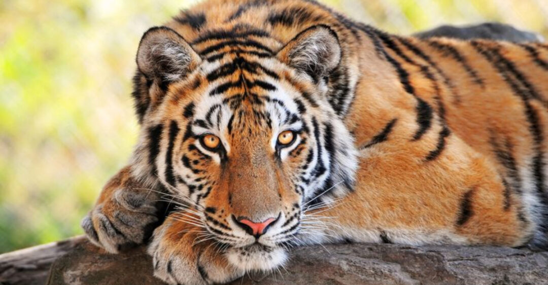 16 Fascinating Facts About Tigers And Why Their Numbers Are Falling