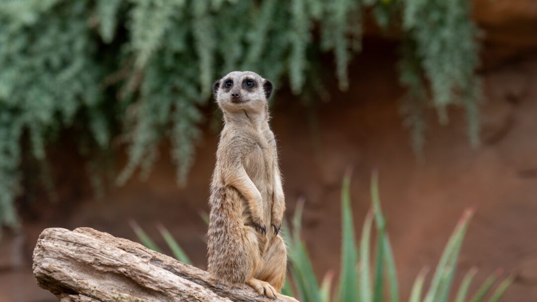 16 Fascinating Mammals With Surprising Abilities