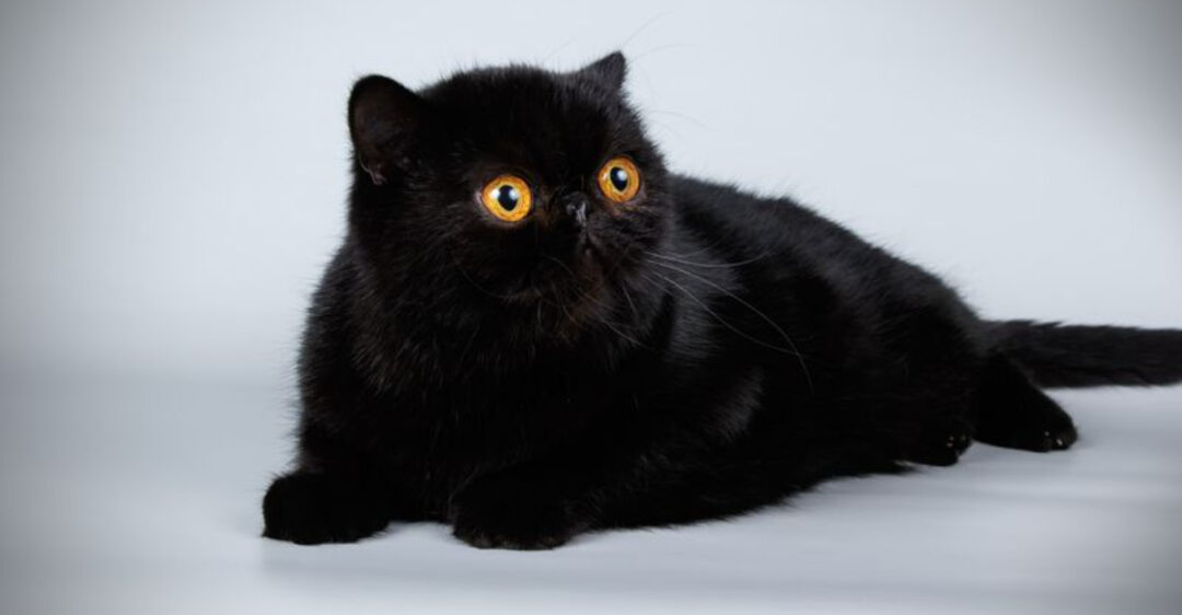 16 Gorgeous Black Cat Breeds