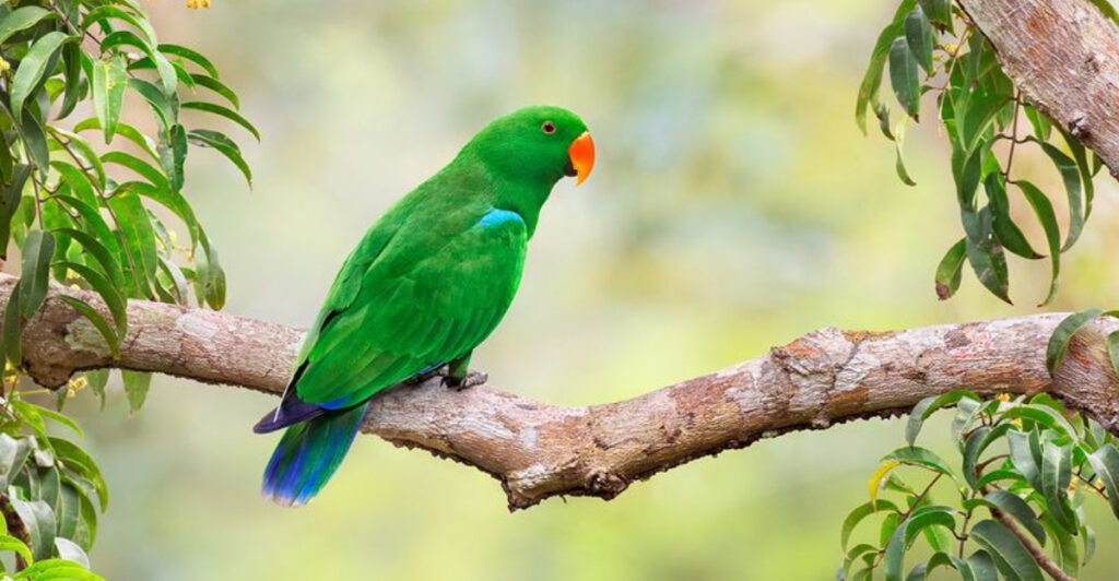 16 Gorgeous Green Birds You’ll Want To See In The Wild