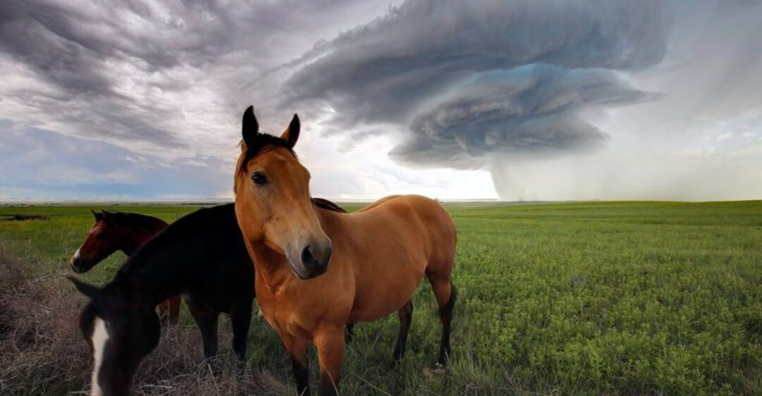 16 Incredible Animals That Can Predict Natural Disasters