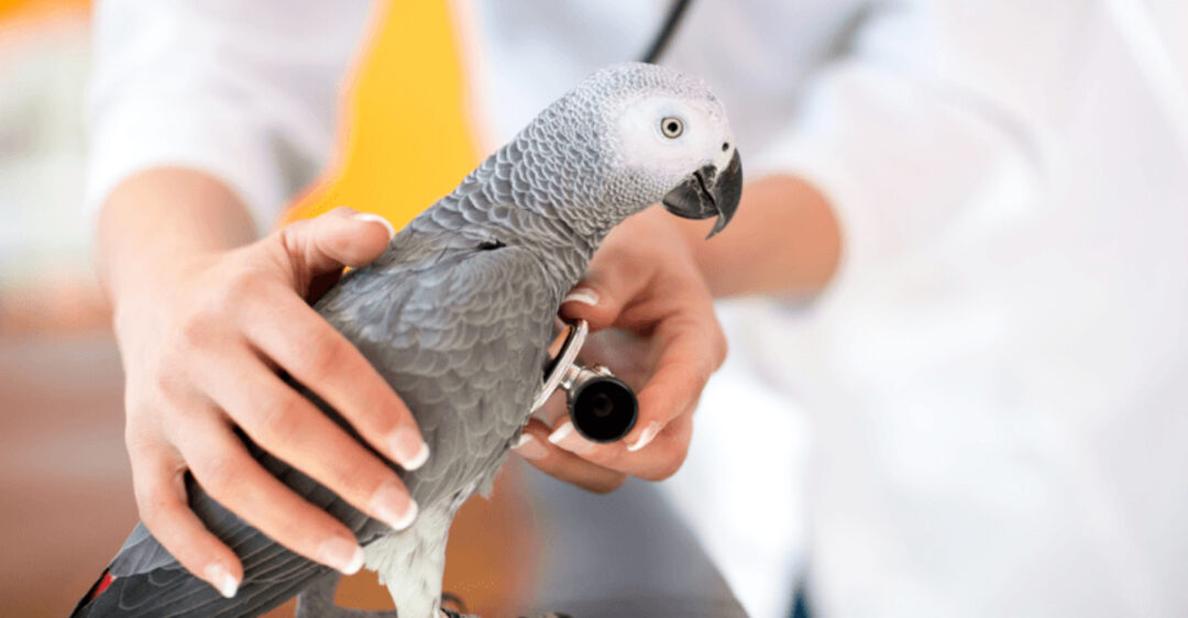 16 Indicators Your Parrot Could Be Approaching Their Last Days