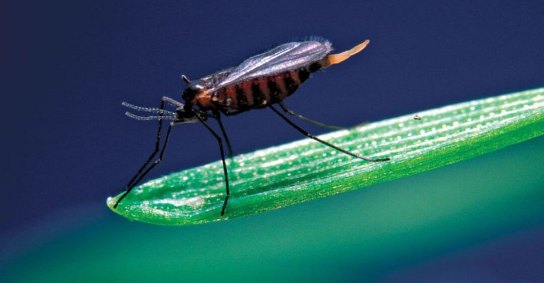 16 Insects With Shockingly Short Life Spans