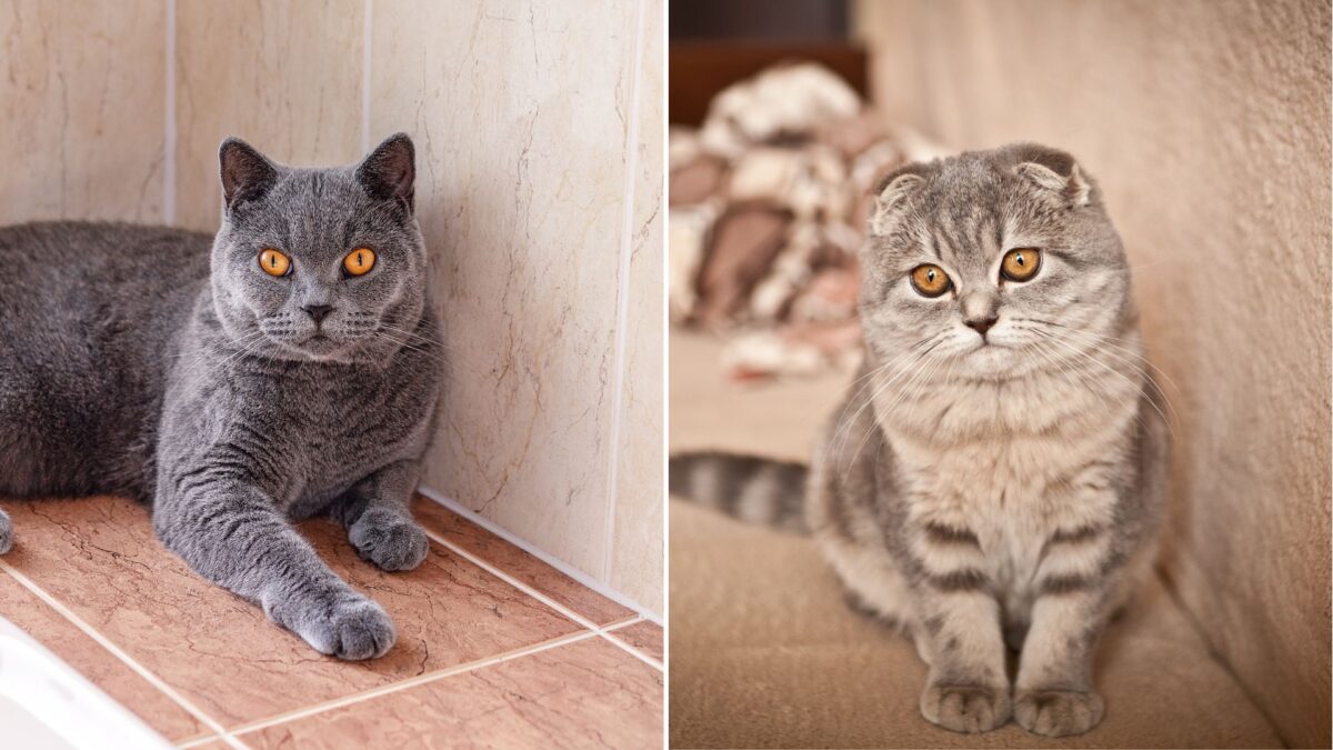 16 Key Differences Between The British Shorthair And The Scottish Fold