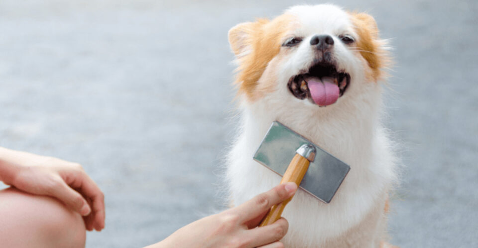 16 Key Items Every Dog Owner Should Have
