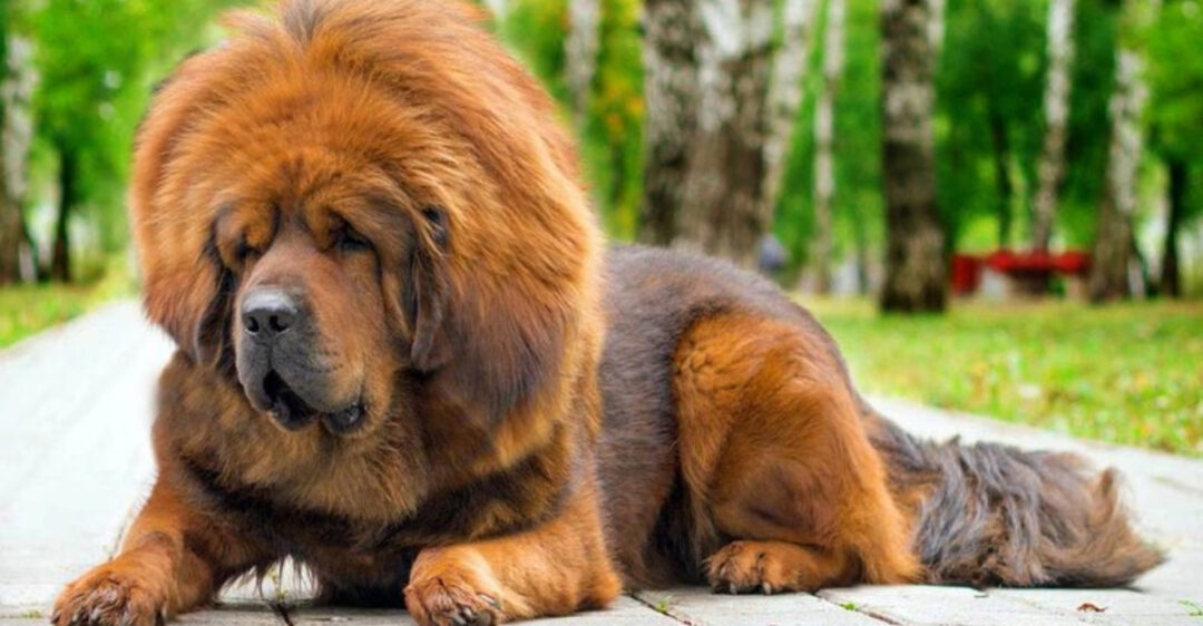 16 Luxurious Dog Breeds Only Serious Pet Lovers Splurge On