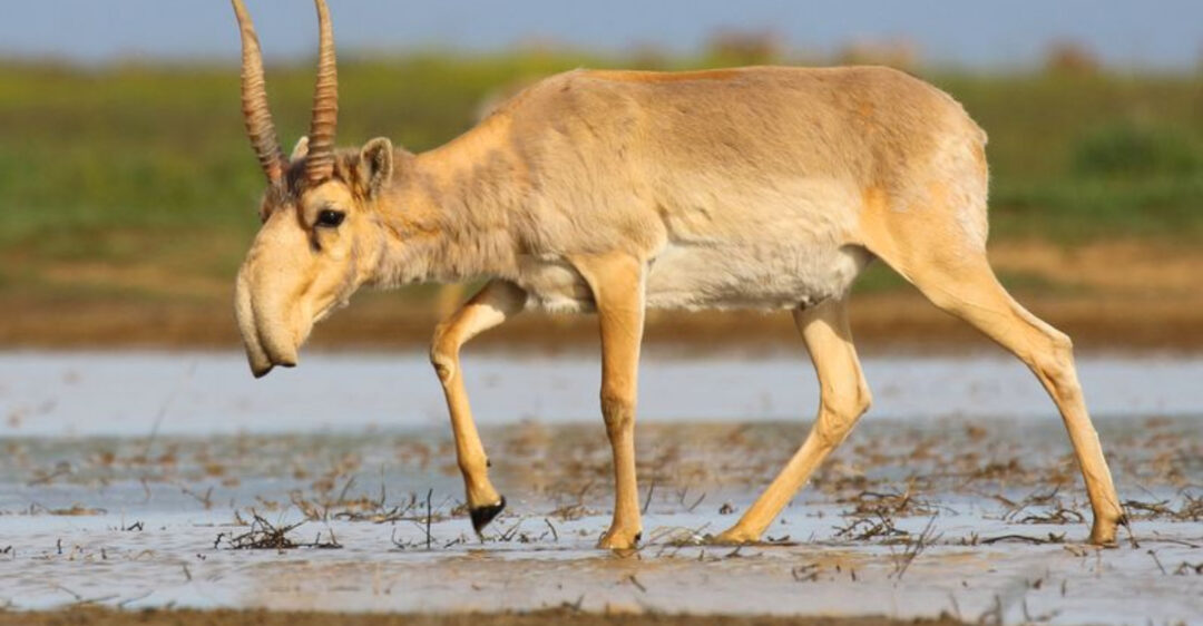 16 Mind-Blowing Mutant Animals That Actually Exist