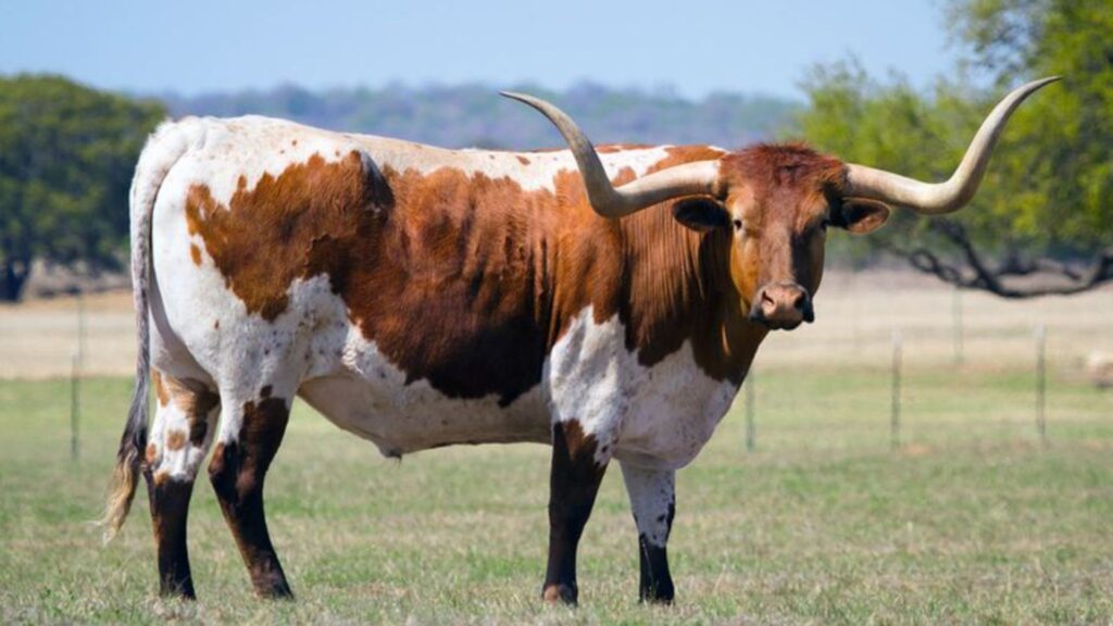 16 Most Expensive Cow Breeds In The World
