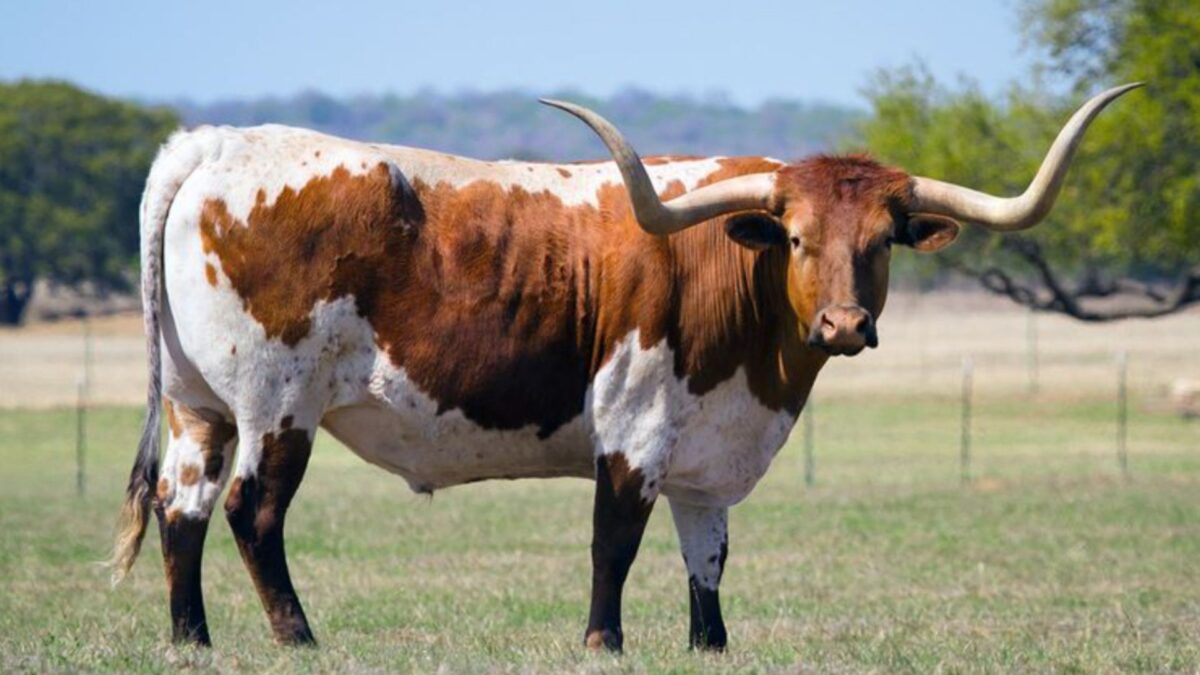 16 Most Expensive Cow Breeds In The World