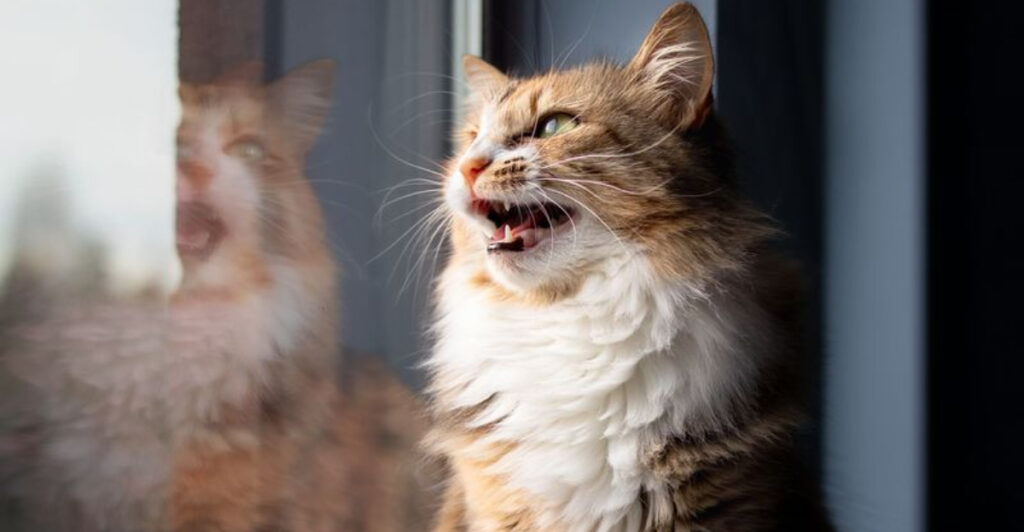 16 Natural Cat Behaviors You Should Never Discourage