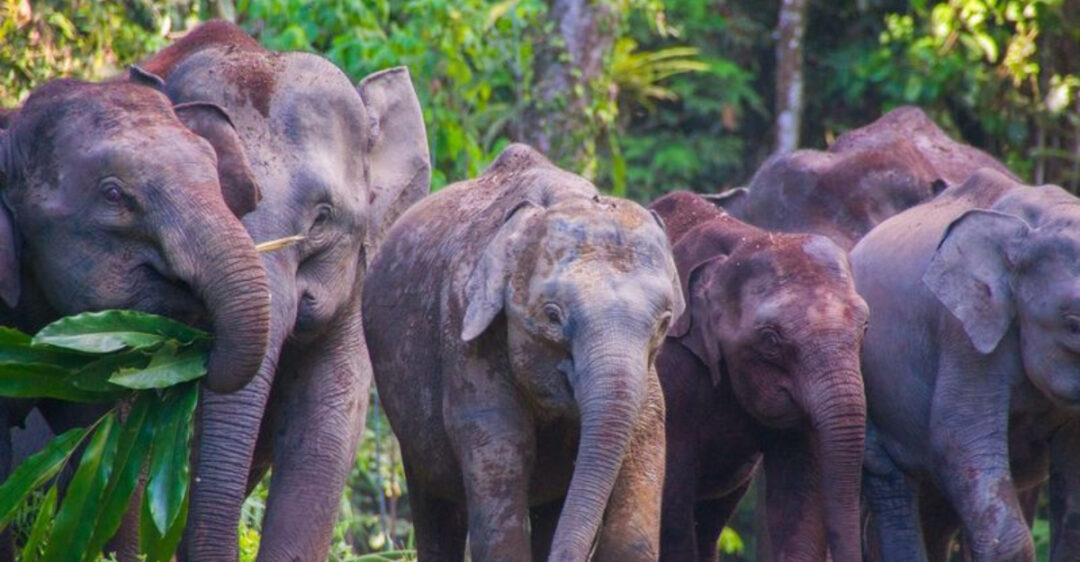 16 Of The Rarest Mammals On Earth (And Where You Might Spot Them)