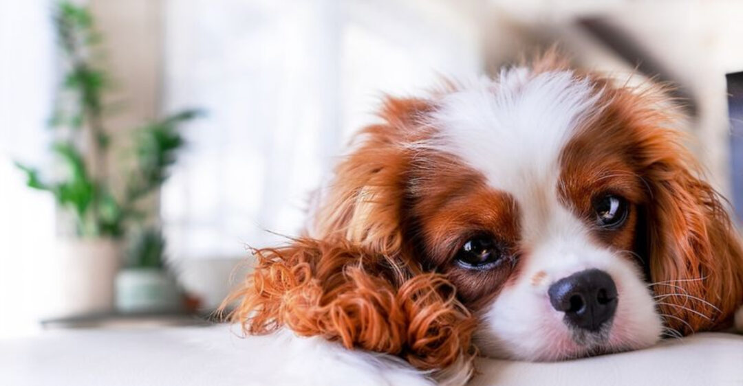 16 Of The Safest Dog Breeds For Your Cat And Other Pets