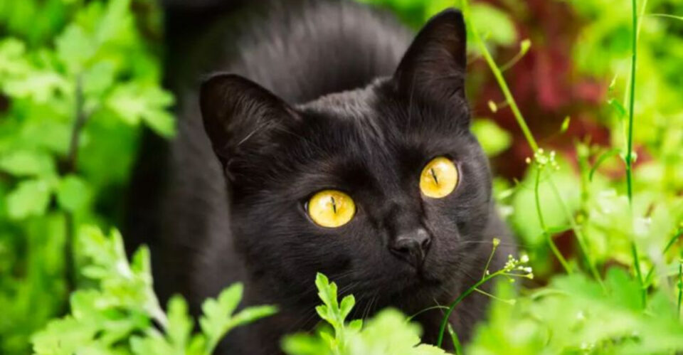 16 Powerful Cat Breeds Ideal For Experienced Cat Owners