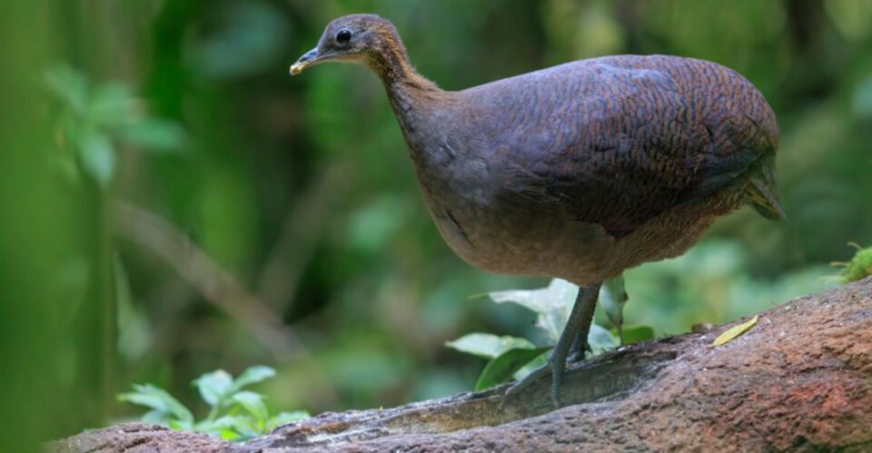 11 Newly Discovered Animals In The Congo Rainforest