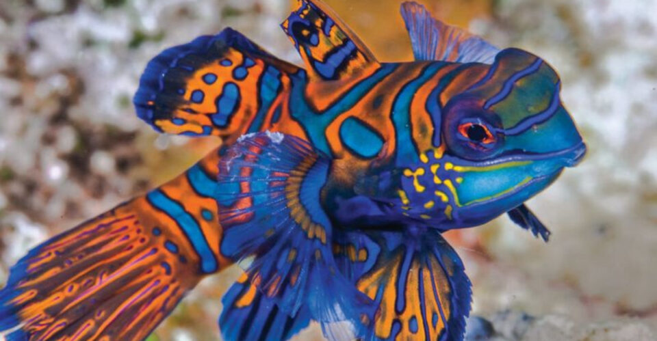 16 Rare And Unique Fish Species You Won’t Believe Exist