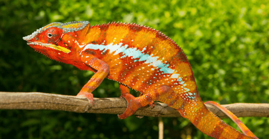 16 Reasons Chameleons Change Color (And What It Means In The Wild)