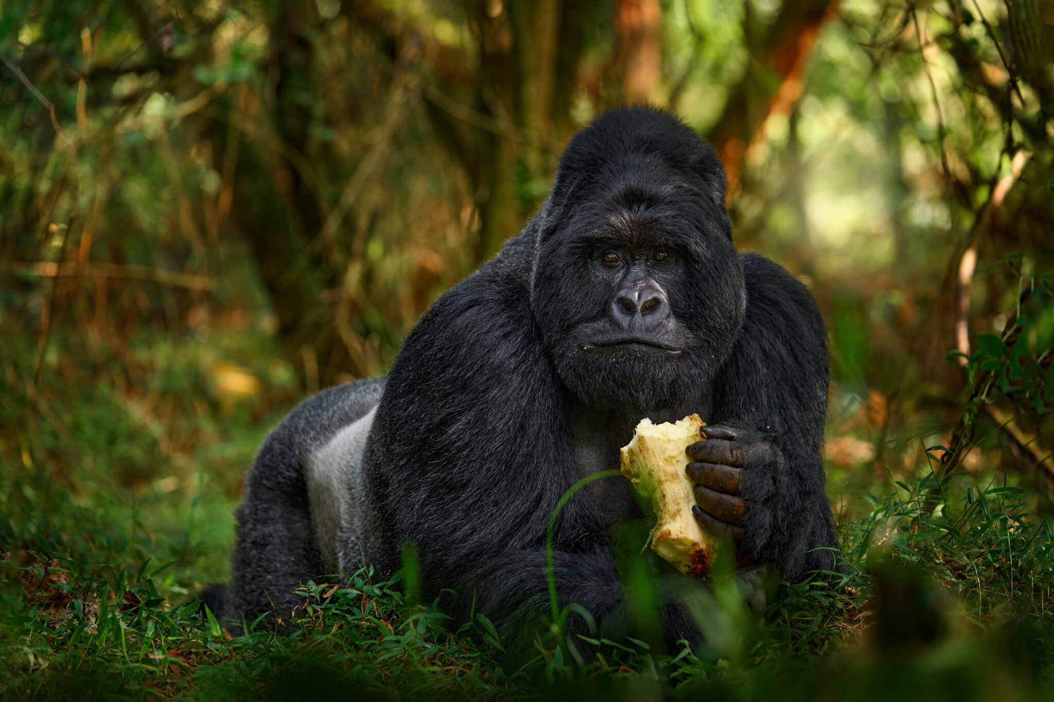 16 Reasons Gorillas Are The Most Incredible Primates