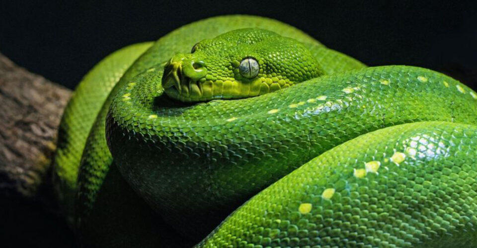 16 Reasons Snakes Are The Most Incredible Reptiles