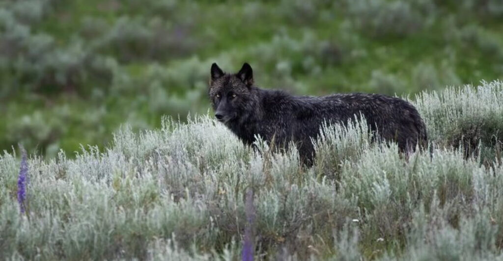 16 Reasons The American Black Wolf Is Unlike Any Other