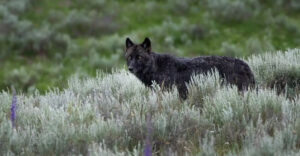16 Reasons The American Black Wolf Is Unlike Any Other
