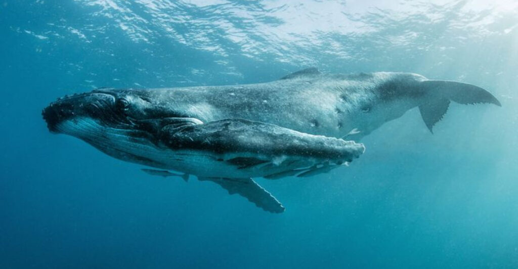 16 Reasons Whales Are The Most Incredible Oceanic Creatures