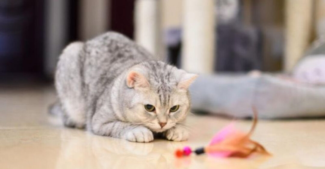 16 Reasons Why Cats Bring You "Gifts"