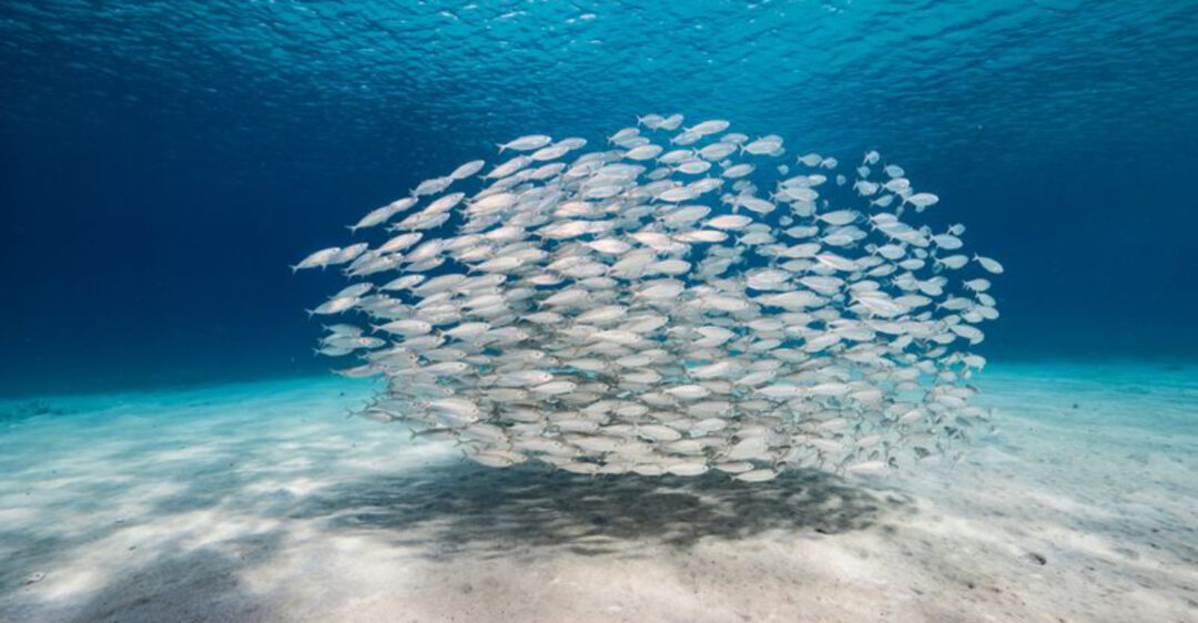 16 Reasons Why Fish Swim In Schools