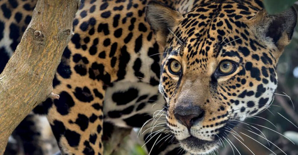 16 Reasons Why Jaguars Are The Most Remarkable Big Cats In The Wild
