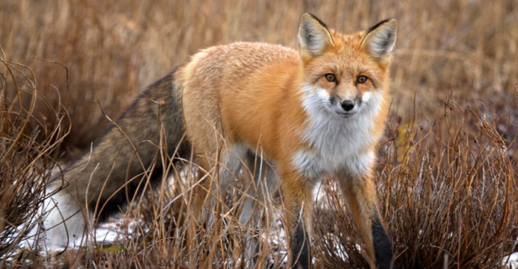 16 Reasons Why Red Foxes Are The Most Incredible Survivors