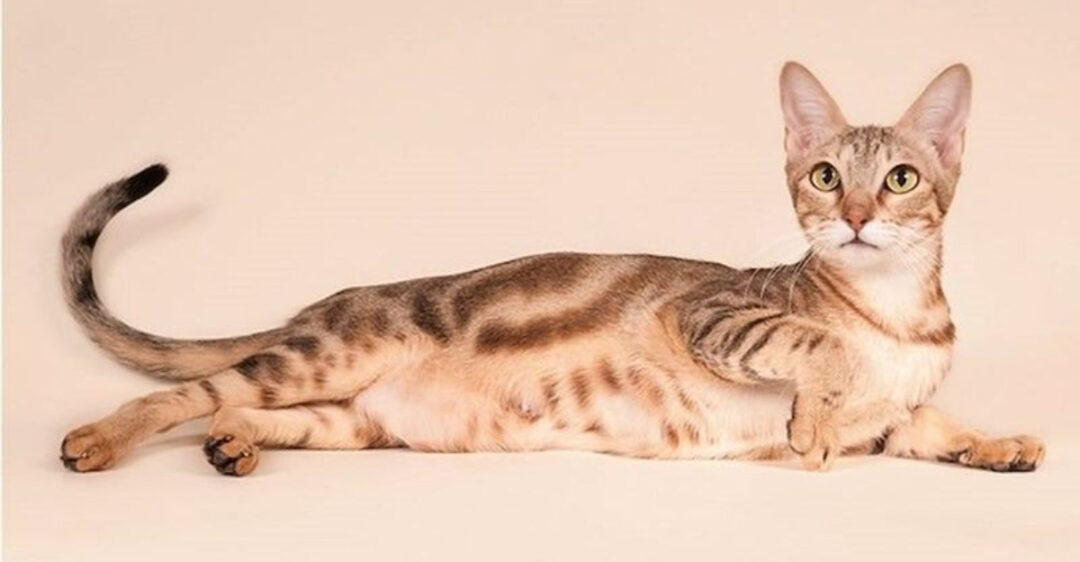 16 Reasons Why The Sokoke Cat Is The Most Intriguing Feline Breed
