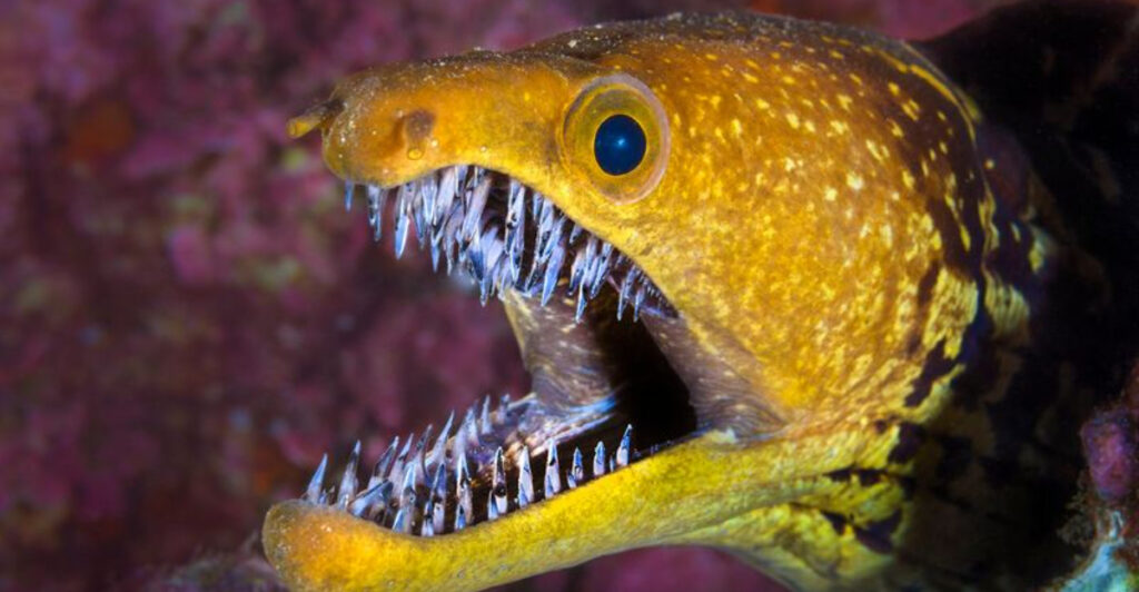 Sharks Freeze When Flipped Over And There's No Clear Explanation