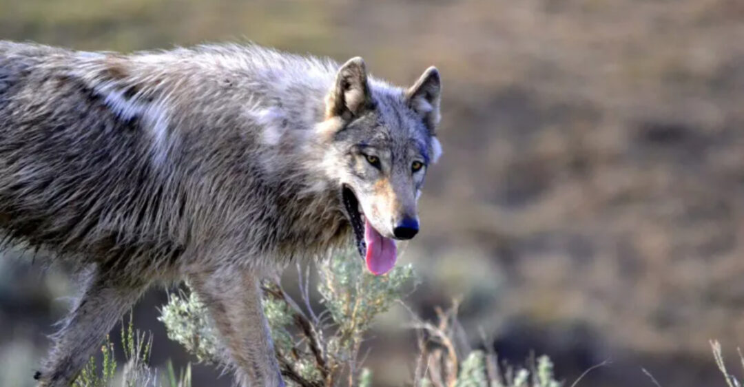 16 Shocking Facts About How Smart Wolves Really Are