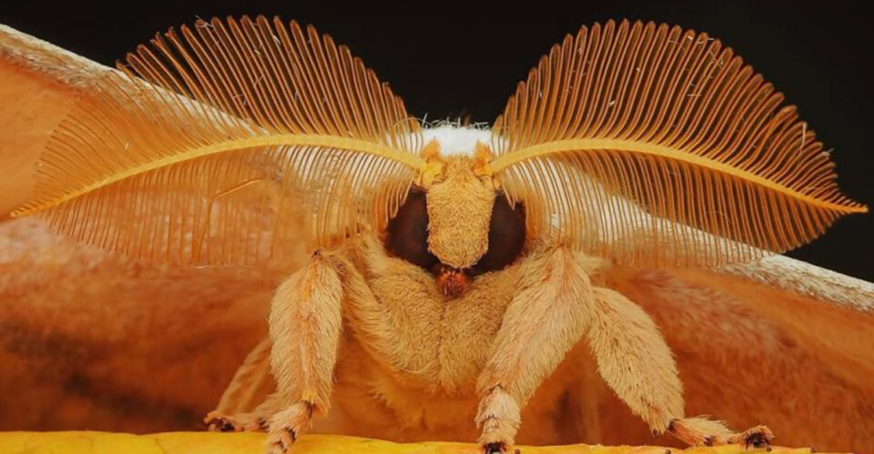 16 Strange Creatures That Look Like They’re From Another Planet