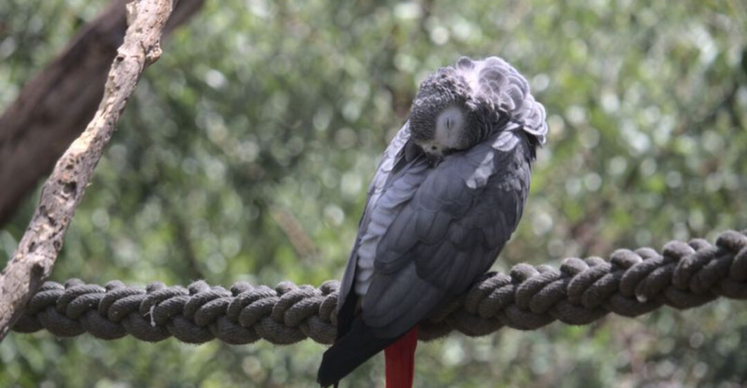 16 Subtle Clues That Your Pet Bird Isn't Feeling Well