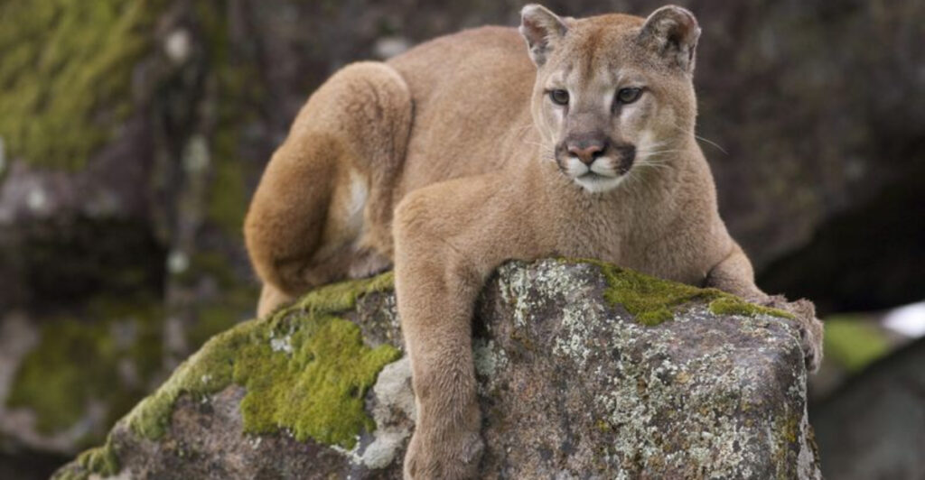 16 Surprising Facts About Mountain Lions You Probably Didn't Know