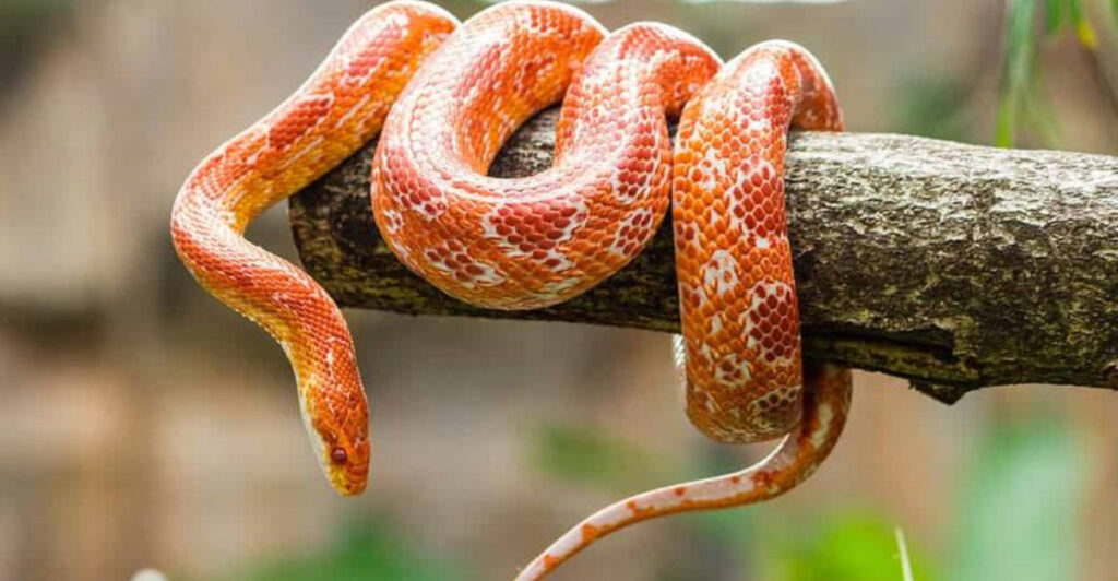 16 Surprising Reasons Why Snakes Shed Their Skin