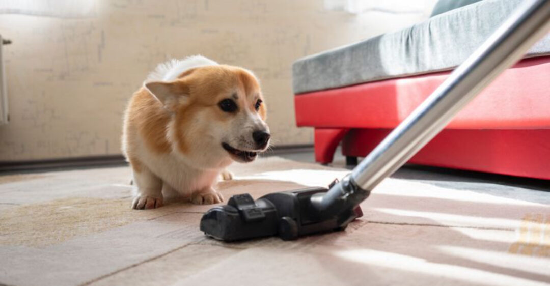 16 Surprising Things Dogs Are Afraid Of (And How To Help Them Overcome ...