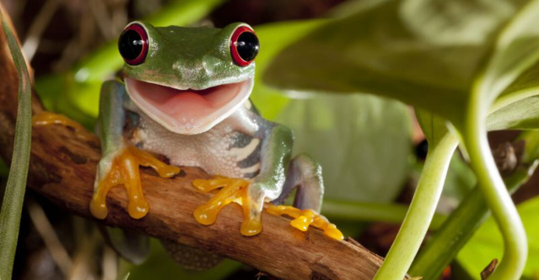 16 Things To Know Before Getting A Pet Frog