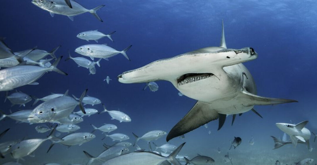 16 Things You Didn’t Know About Hammerhead Sharks