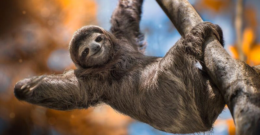 16 Ways Animals Teach Us The Art Of Patience In Today's Fast-Paced World