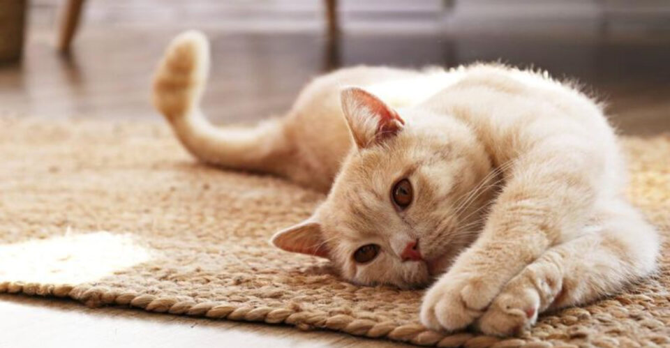 16 Ways To Discipline Your Cat The Right Way