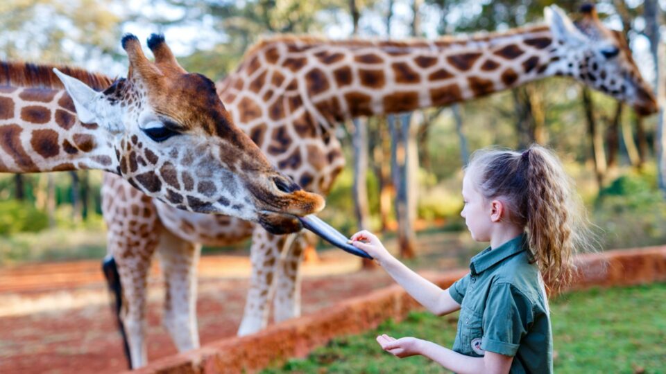 16 Ways Zoos Contribute To Conservation And Education