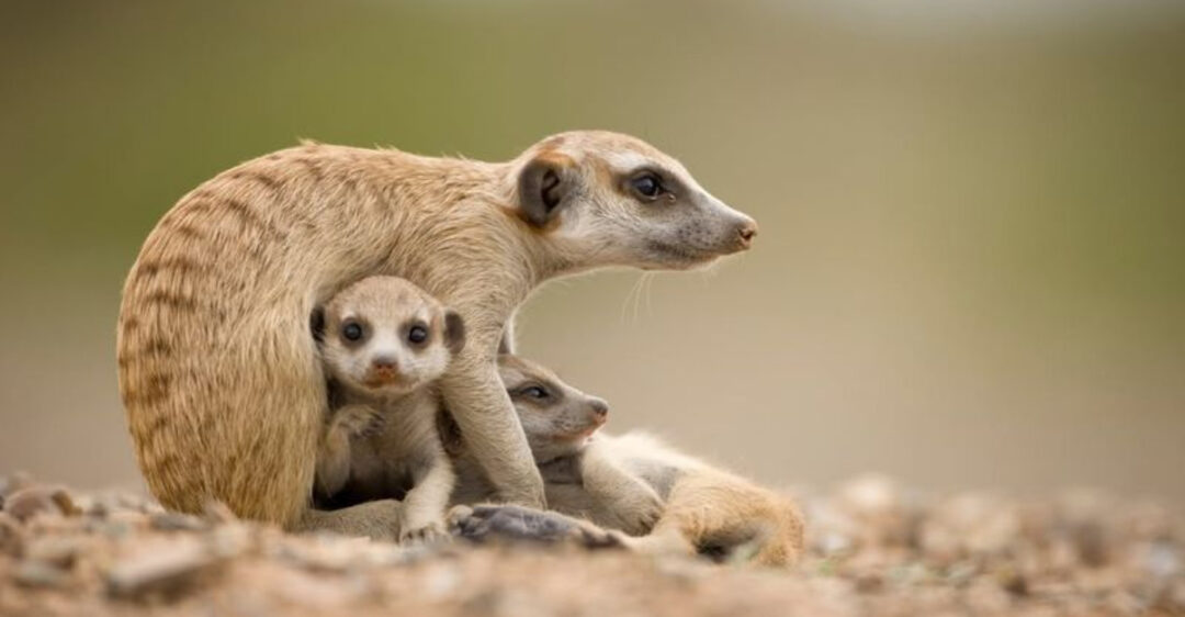 16 Wild Mammals That Thrive In Harsh Places