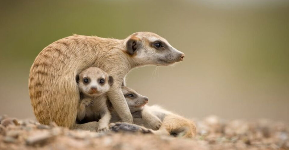 16 Wild Mammals That Thrive In Harsh Places