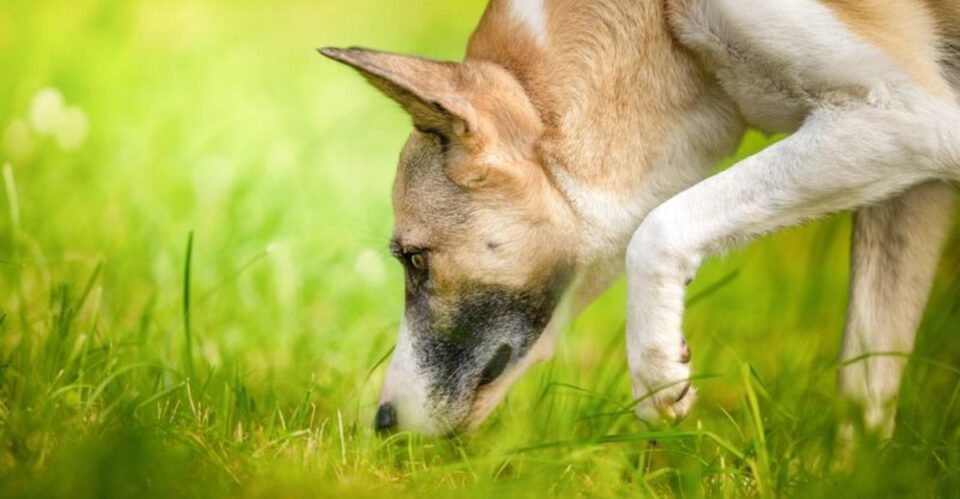 16 Wild Things Dogs Smell That Humans Never Notice