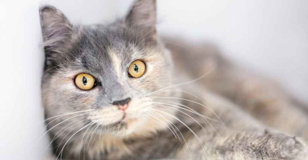 16 Stunningly Rare Cat Colors And Patterns