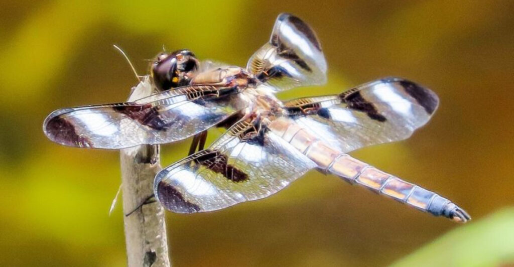 17 Amazing Animals That Thrive In Volcanic Ecosystems