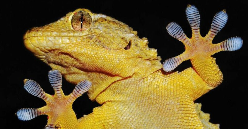 18 Amazing Animal Senses You Wish You Had