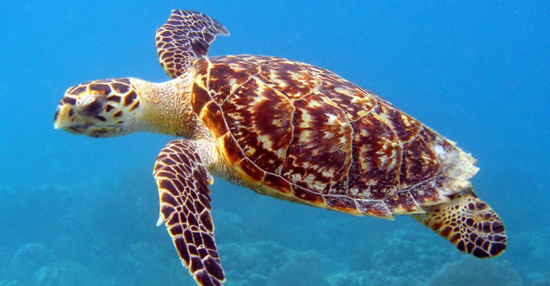 17 Animals Facing Extinction Sooner Than You Think